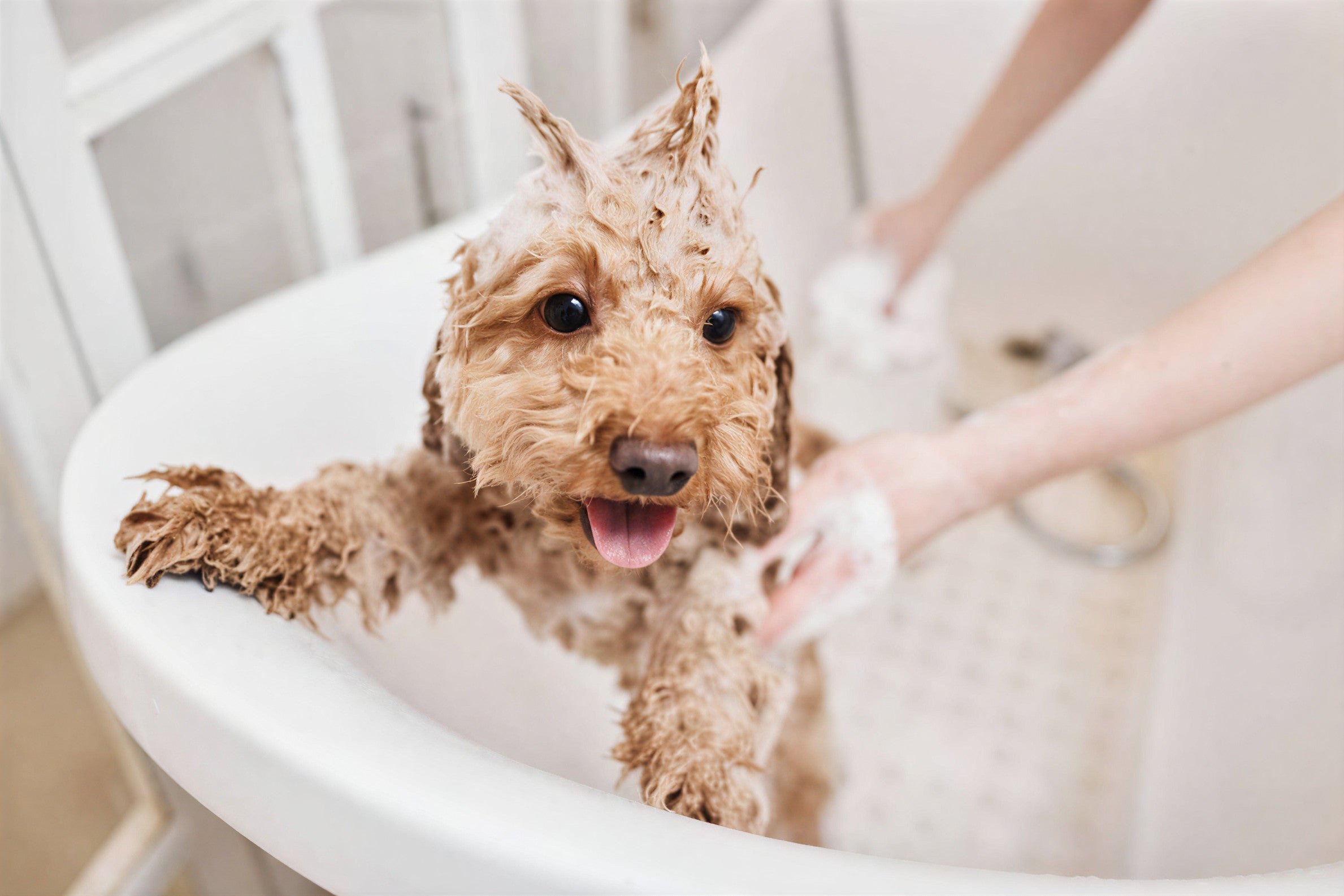 How to Groom a Maltipoo at Home